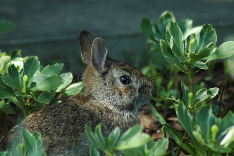 Visitor To Indianapolis Zoo Stock Photo - Image of hare, wildlife ...