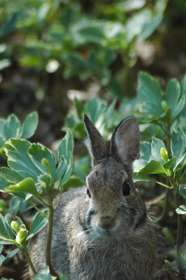 Visitor To Indianapolis Zoo Stock Photo - Image of indiapolis, rabbit ...
