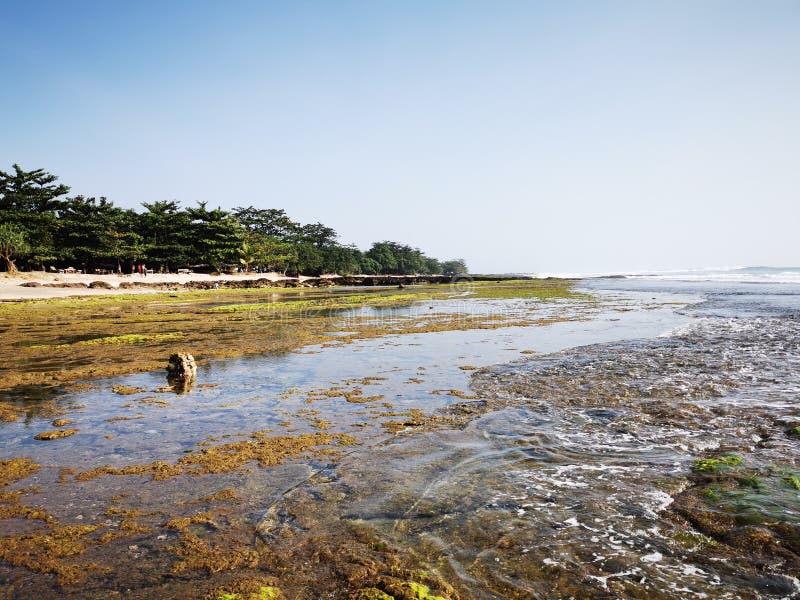 South Java Beach stock photo. Image of ochid, kalimantan - 193914428