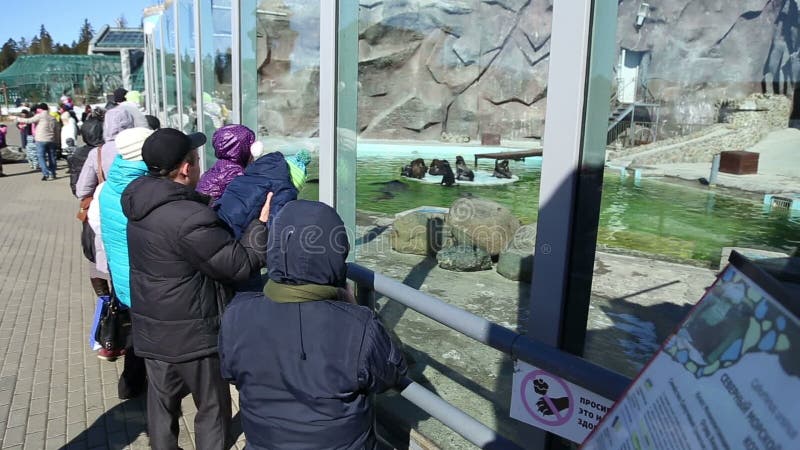 Visitors Look at a Zoo Animals Stock Video - Video of animals, families ...
