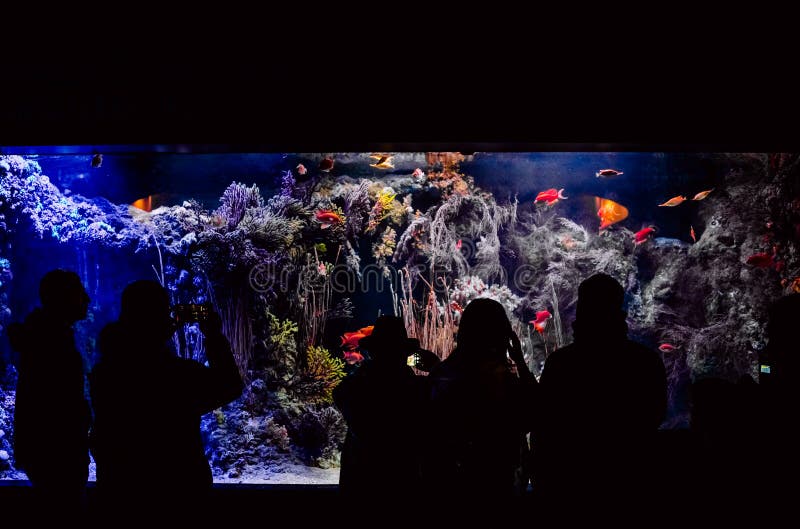 Visitors To a Maritime Museum with Live Fish in Captivity Editorial ...