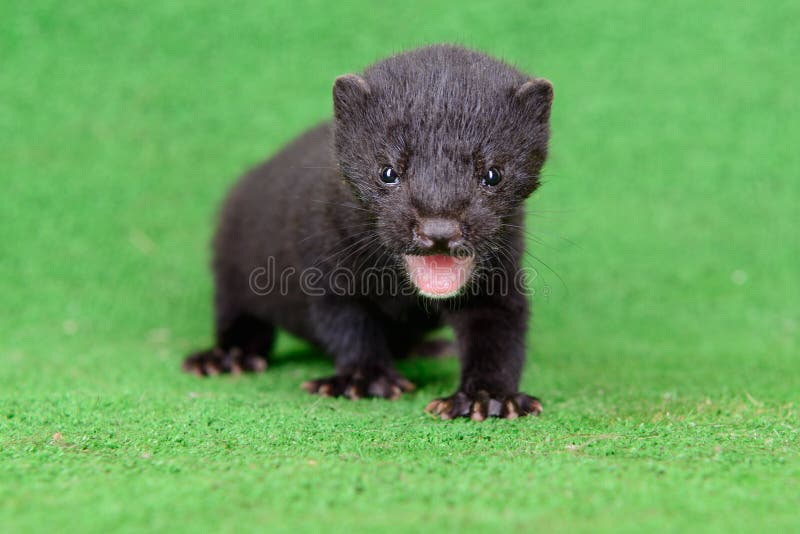 Vison animal pequeno foto de stock. Imagem de funcionar - 31816088