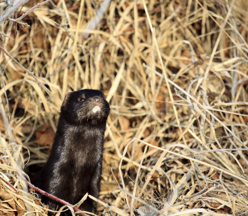 Visone Selvaggio (vison Del Mustela). Fotografia Stock - Immagine di ...