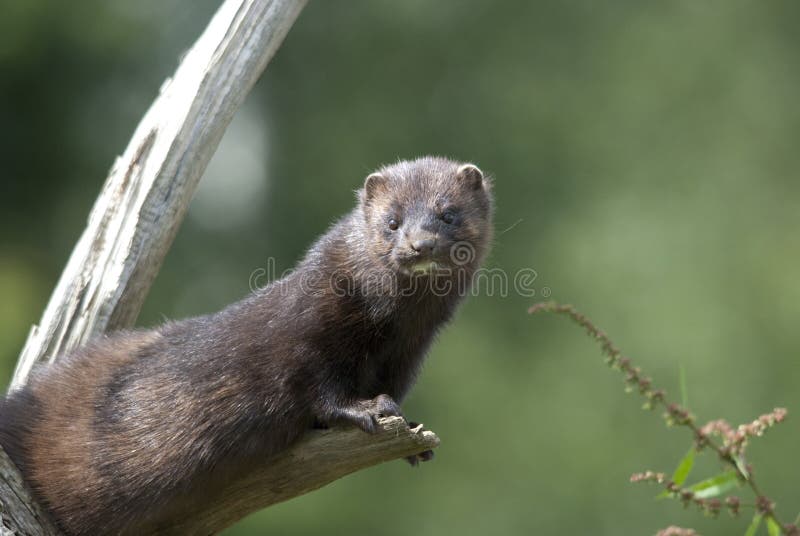 Visone immagine stock. Immagine di grigio, filiale, resto - 14967947