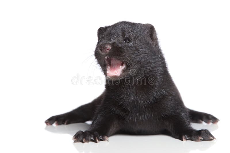 Visone americano 1 mese fotografia stock. Immagine di piccolo - 20331516