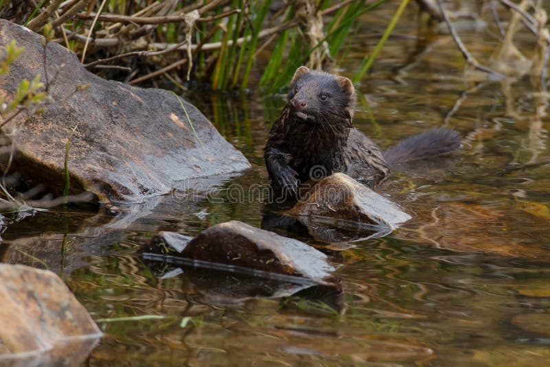 Visone americano immagine stock. Immagine di acquatico - 111606159