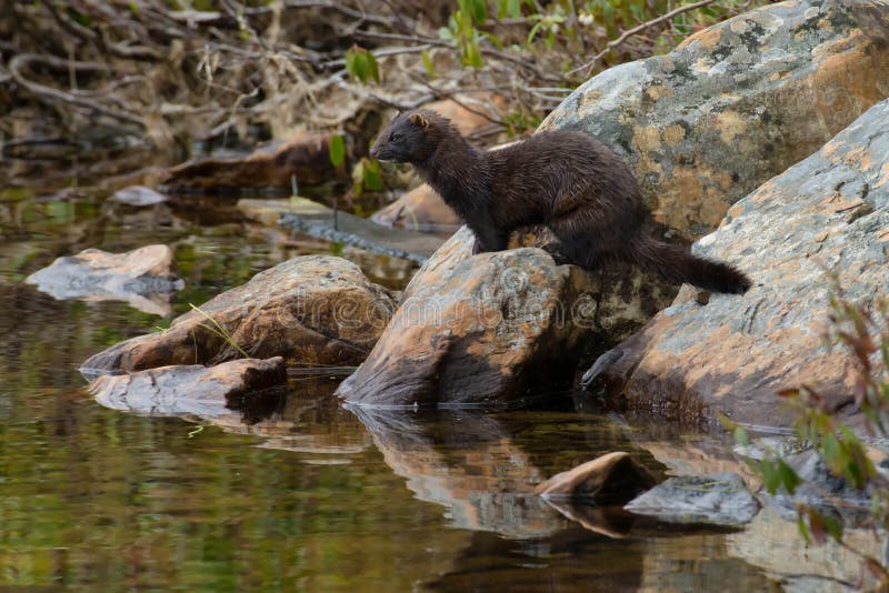 Visone americano immagine stock. Immagine di acquatico - 111606159