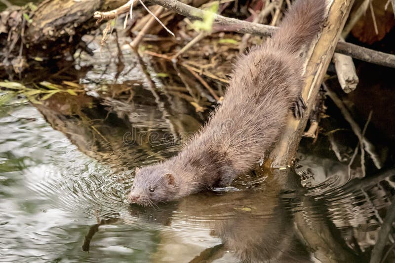 Visone Americano in Millbrook, NY Fotografia Stock - Immagine di ...