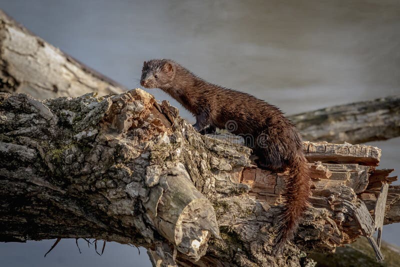 Visone Americano in Millbrook, NY Fotografia Stock - Immagine di ...