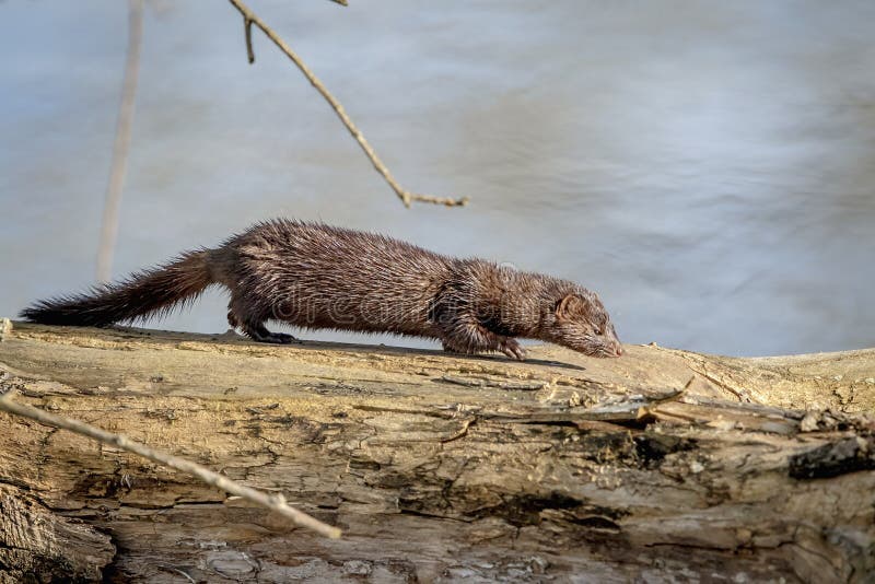Visone Americano in Millbrook, NY Fotografia Stock - Immagine di ...