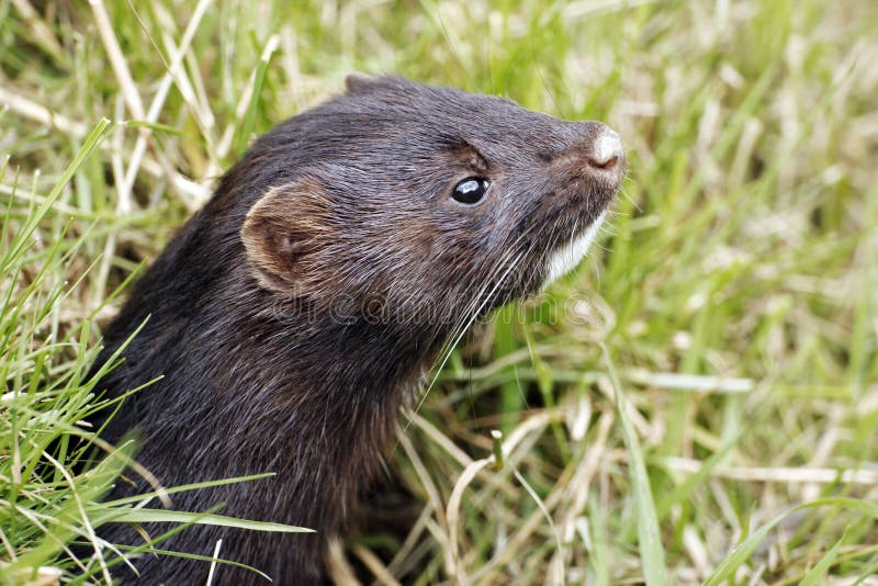 Visone Americano, Mustela Vison Immagine Stock - Immagine di muso ...
