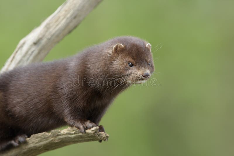 Visone Americano, Mustela Vison Immagine Stock - Immagine di muso ...