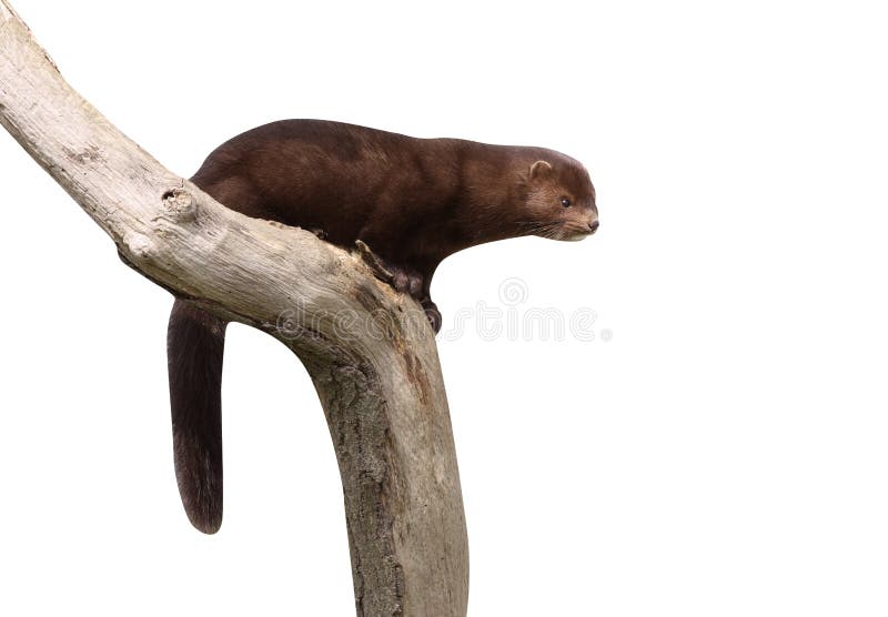 Visone Americano, Mustela Vison Immagine Stock - Immagine di muso ...