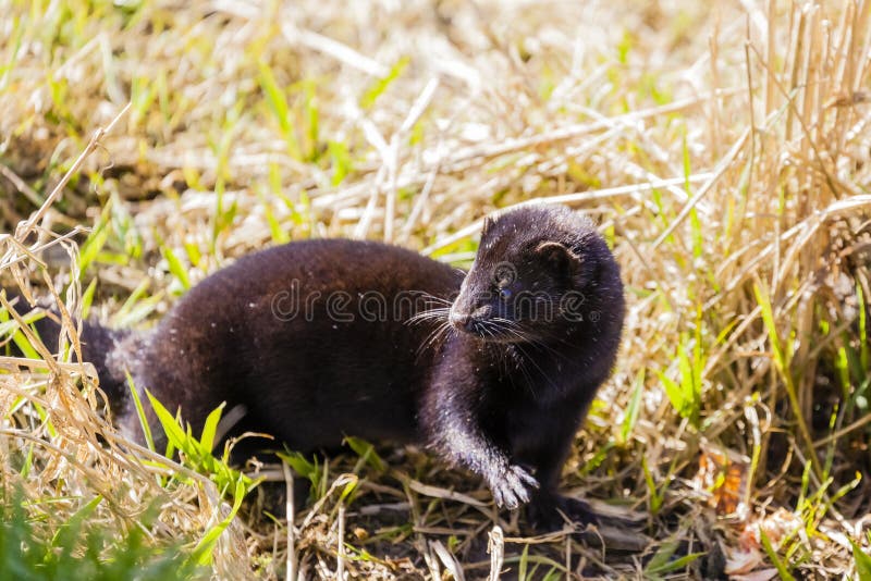 Visone europeo fotografia stock. Immagine di superiore - 29542604