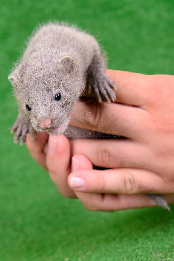 Visone animale grigio immagine stock. Immagine di marrone - 31816005