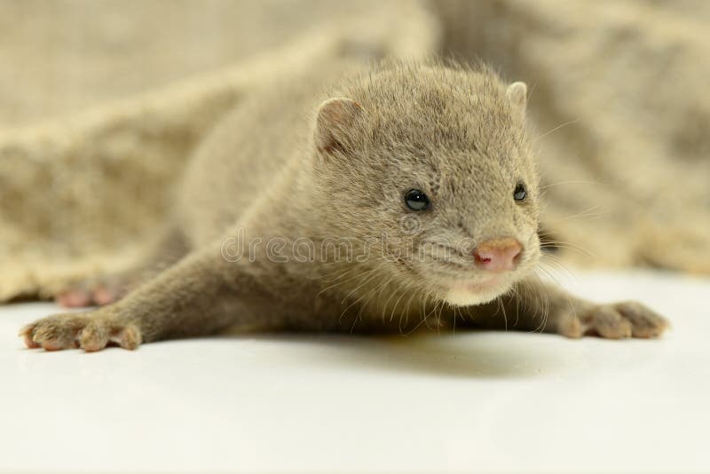 Visone animale grigio fotografia stock. Immagine di cucciolo - 32010050