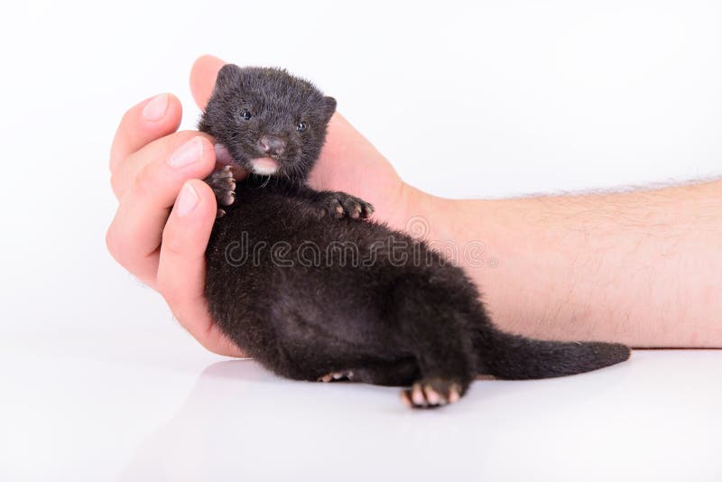 Visone animale nero immagine stock. Immagine di animale - 31815305
