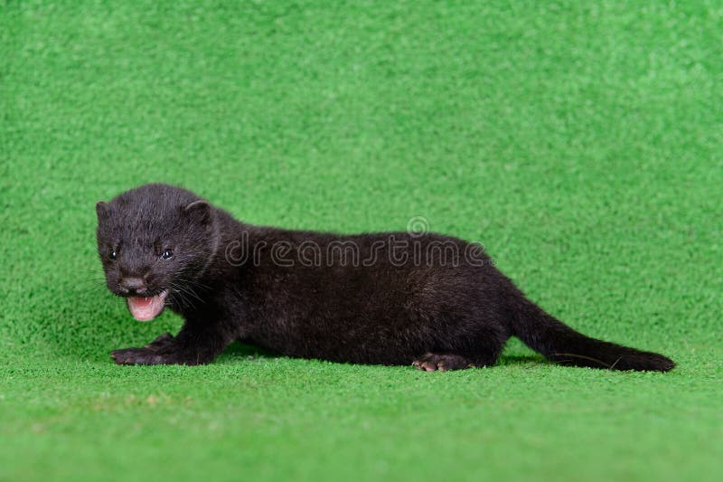 Visone animale nero fotografia stock. Immagine di singolo - 31815326