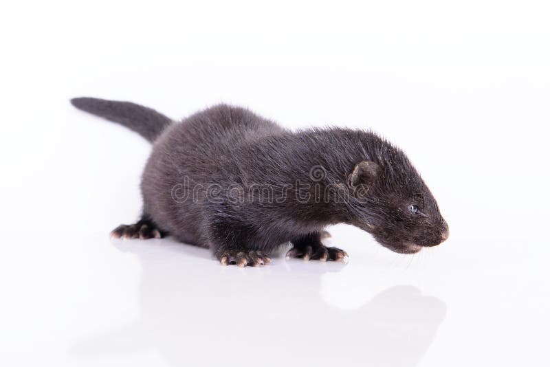 Visone animale nero fotografia stock. Immagine di studio - 31816248