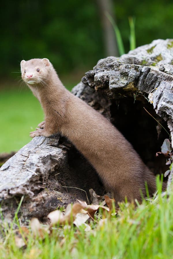 Visone Nella Sua Tana Che Guarda Al Suo Lato Fotografia Stock ...