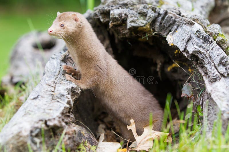 Visone Nella Sua Tana Che Guarda Al Suo Lato Fotografia Stock ...