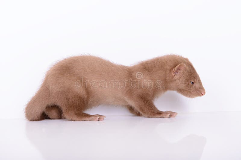 Visone Dell'animale Giovane Immagine Stock - Immagine di piccolo ...