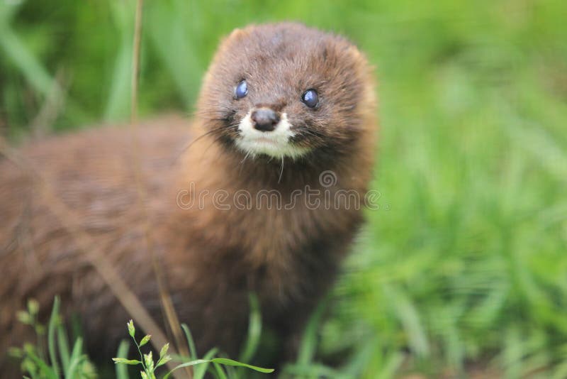 Visone europeo fotografia stock. Immagine di superiore - 29542604