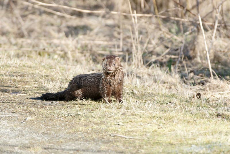 Visone selvatico immagine stock. Immagine di nuoto, occhi - 8698229