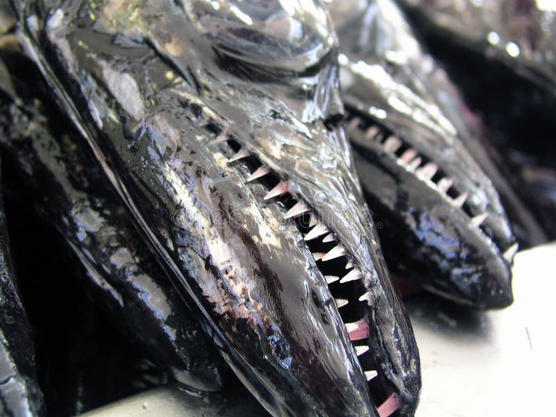 Lelijk visje stock foto. Image of nationhood, grotesk, vissen - 548726