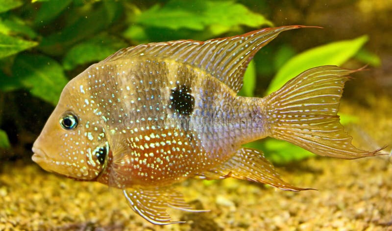 Vissen 19 van het aquarium stock afbeelding. Image of vissen - 5324319