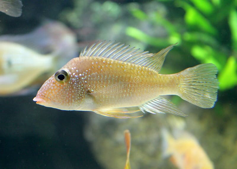 Vissen 9 van het aquarium stock foto. Image of soorten - 2655792