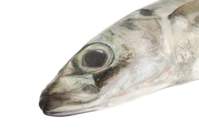 Vis stock foto. Image of lunch, markt, levensmiddel, schaal - 983198