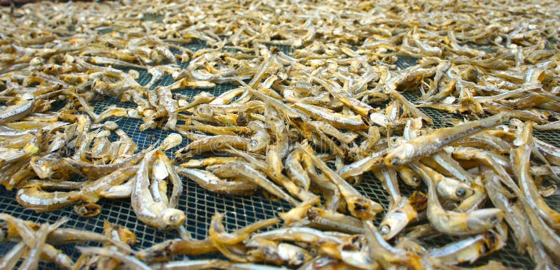 Vissen Die in De Zon Uitdrogen Stock Afbeelding - Image of nave, droog ...