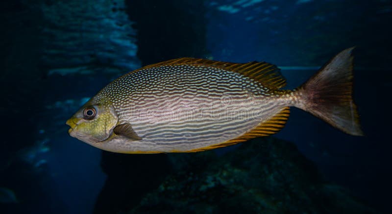 Vissen De Gele Vis Drijft Onder Koralen Af Bij Het Aquarium Stock Foto ...
