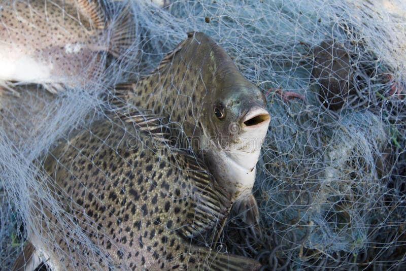 Vissen in visnet stock foto. Image of overzees, vanger - 40759754