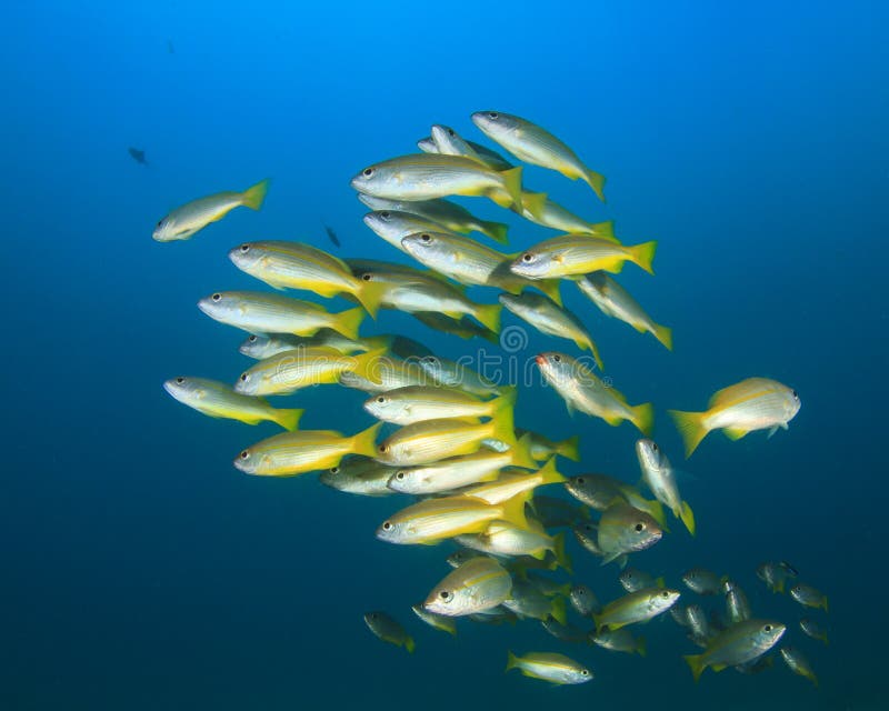 School van vissen stock afbeelding. Image of oceaan, blauw - 34648371