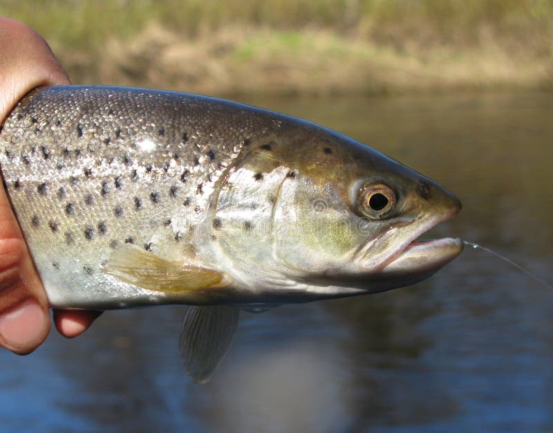 Visserij - forel stock foto. Image of vers, leven, vrijheid - 8429162