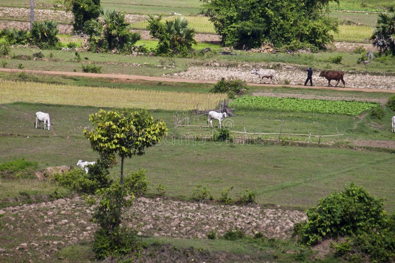 Zona Rural De Camboya Fotos De Stock - Download 78 Fotos Libres de Derechos