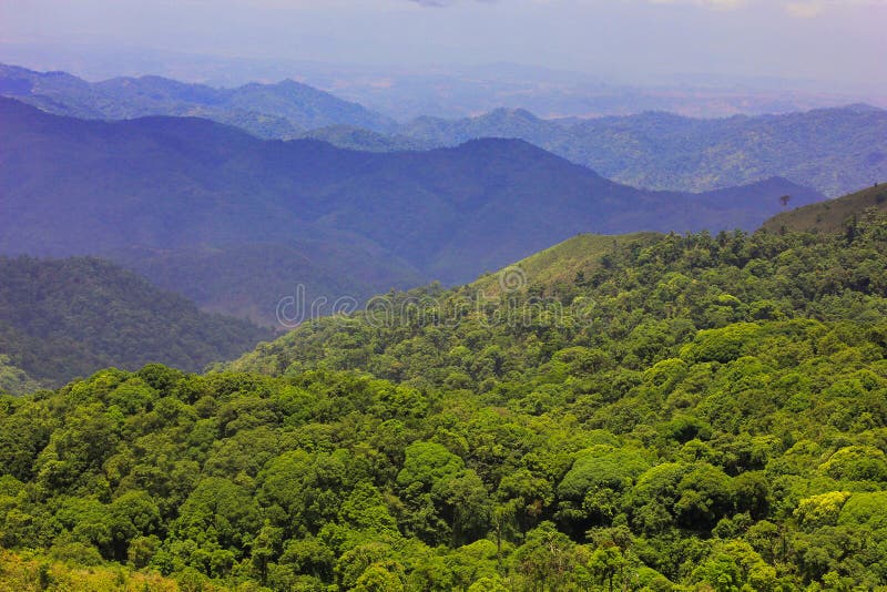 Vista aerea della foresta fotografia stock. Immagine di parco - 85826964