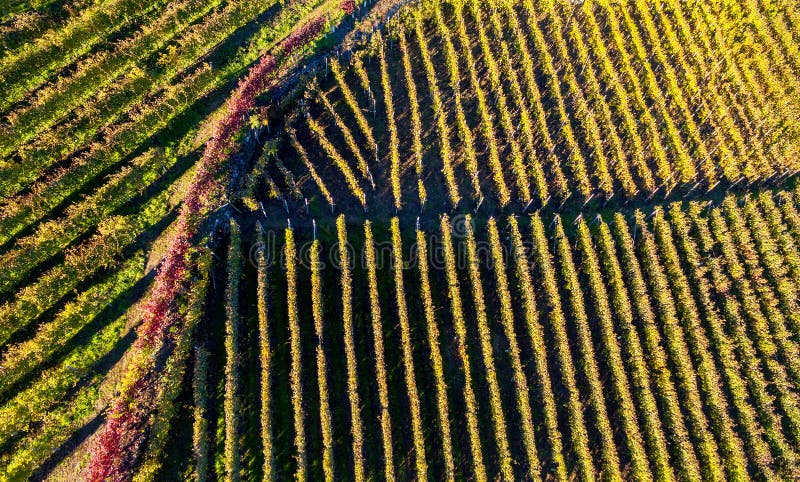 Vista Della Vigna Nell'inverno Con I Rami Nudi E Dormienti Contro La B ...