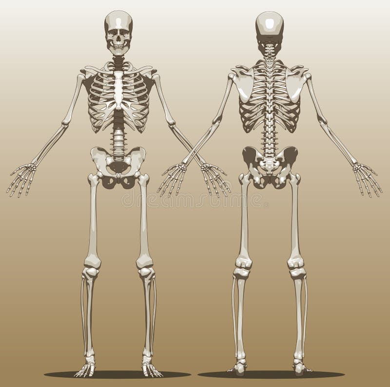 Vista Anteriore E Posteriore Di Uno Scheletro Umano Illustrazione di ...