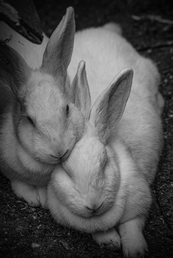 Vista De Gran Angular De Conejos En Blanco Y Negro Imagen de archivo ...
