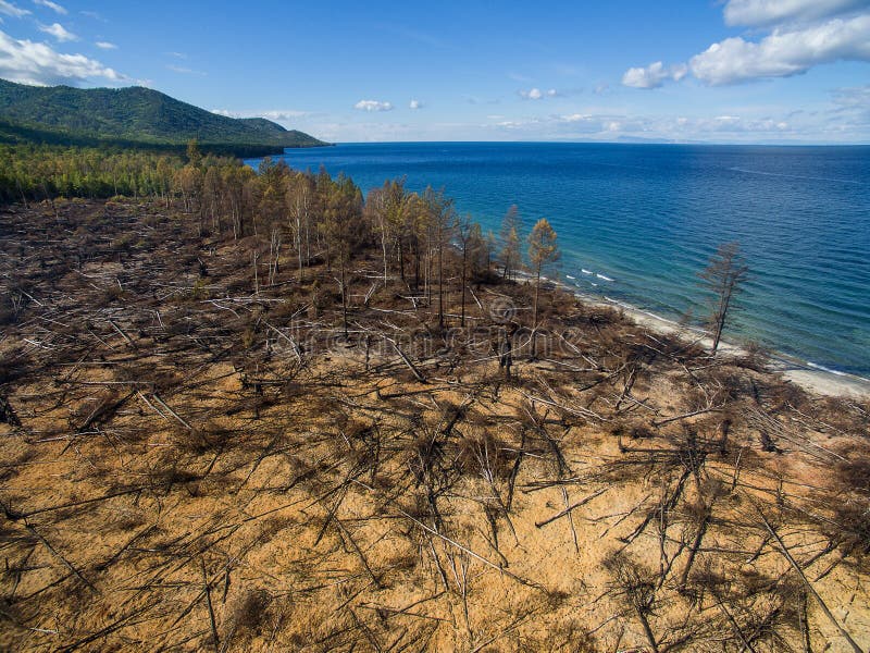 Vista de un bosque quemado foto de archivo. Imagen de ambiente - 82080490