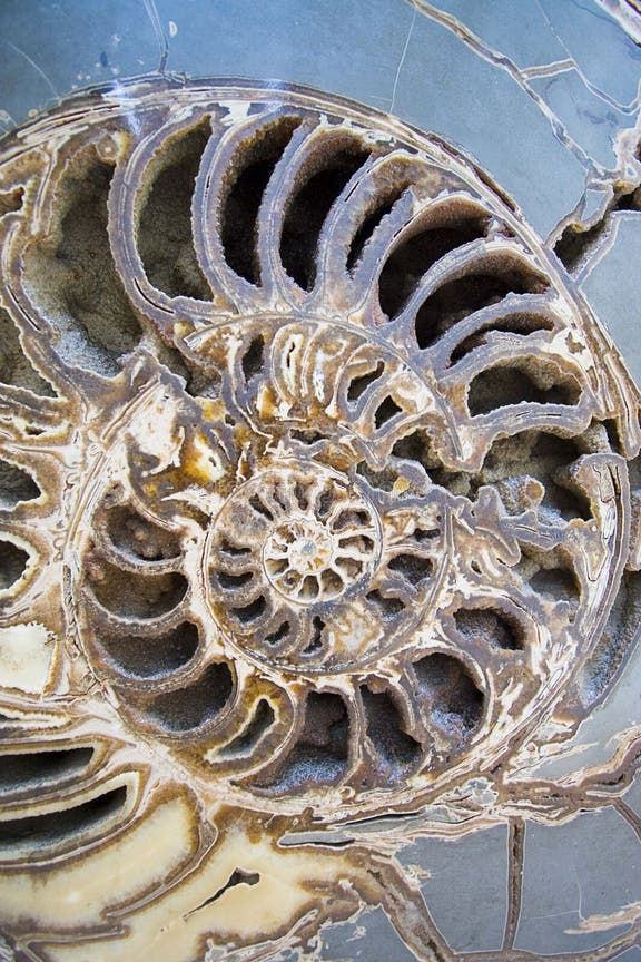 Vista De Una Concha De Nautilo Imagen de archivo - Imagen de circular ...