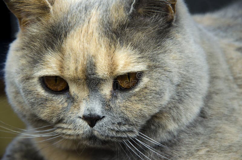 Vista Del Primo Piano Della Testa Del Gatto Immagine Stock - Immagine ...