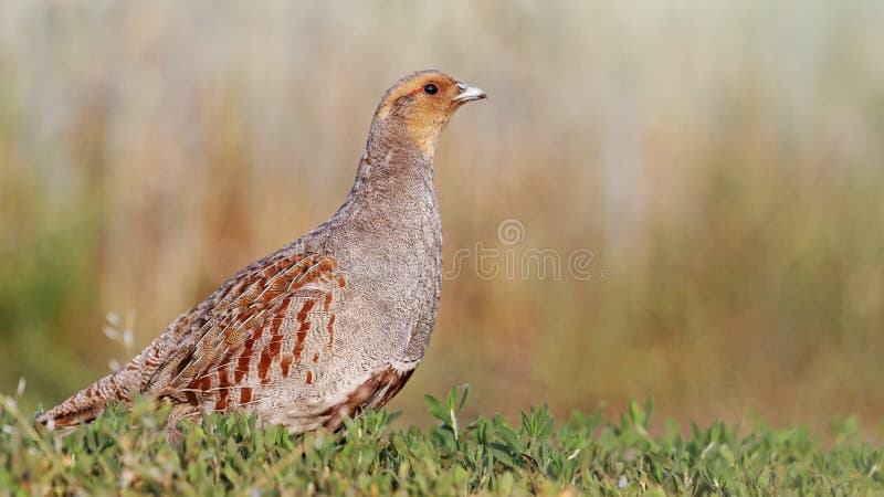 Perdiz del bebé foto de archivo. Imagen de lindo, palma - 31617812