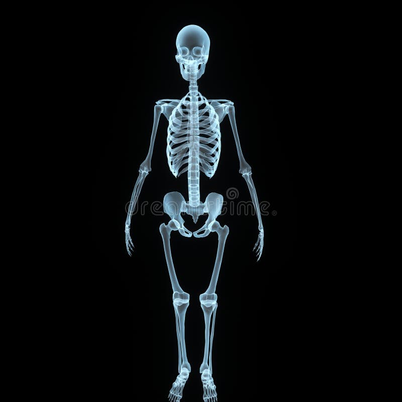 Esqueleto do primata ilustração stock. Ilustração de primata - 19282238