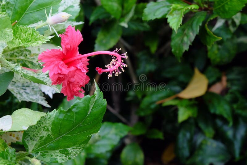 Vista Lateral De La Planta Del Zapato Foto de archivo - Imagen de ...