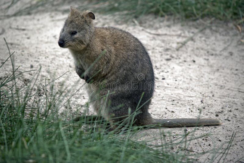 Quokka con la cola larga foto de archivo. Imagen de morado - 115270392
