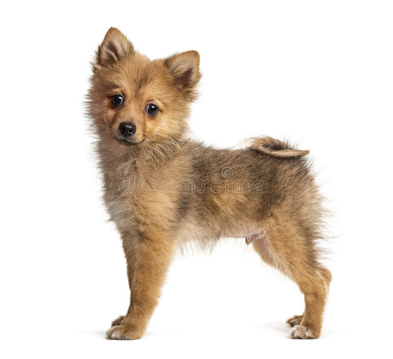 Vista Lateral De Un Aislado Pomerano Permanente Imagen de archivo ...